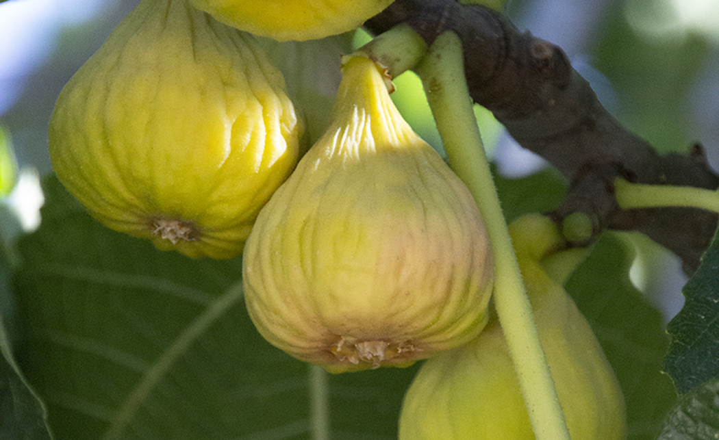 Cómo es el cultivo de la higuera: guía básica - Paiarrop